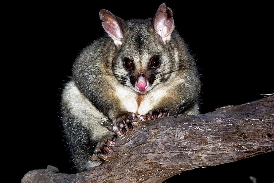Possum Facts - reWild Wainui