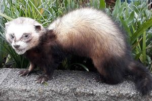 Mustelid Facts - reWild Wainui