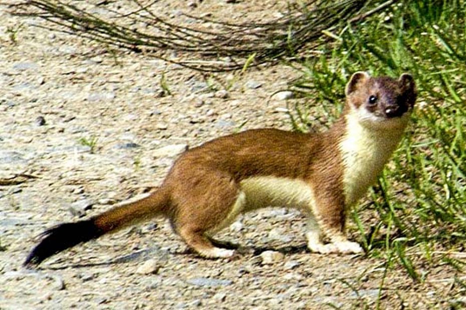 Mustelid Facts - reWild Wainui