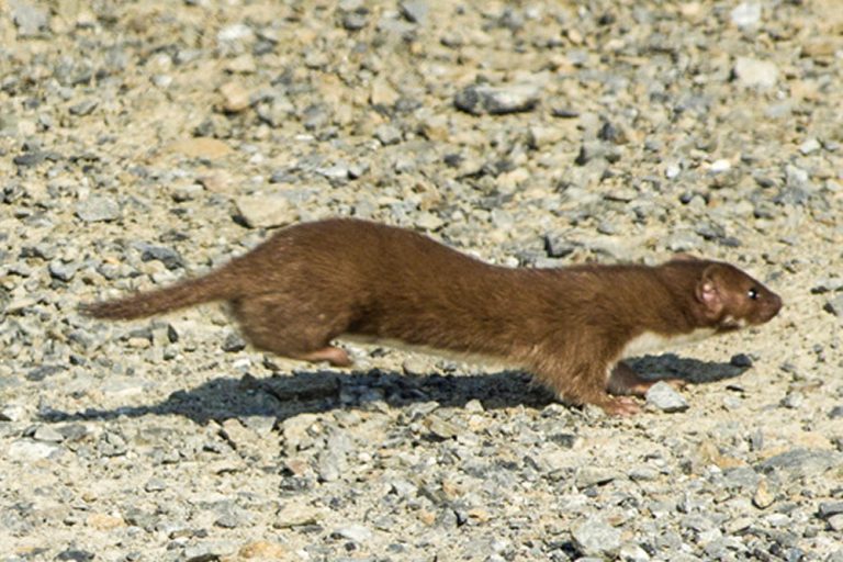 Mustelid Facts - reWild Wainui