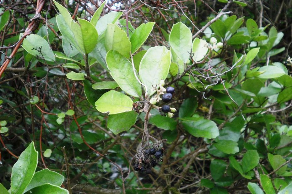 Native Planting Guide - reWild Wainui