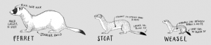 Mustelid Facts - reWild Wainui